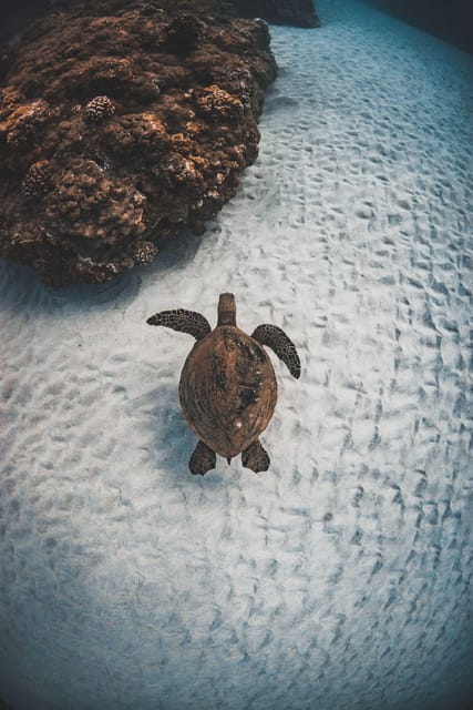 Maui: Alii Nui Turtles & Tacos Snorkel - Key Points