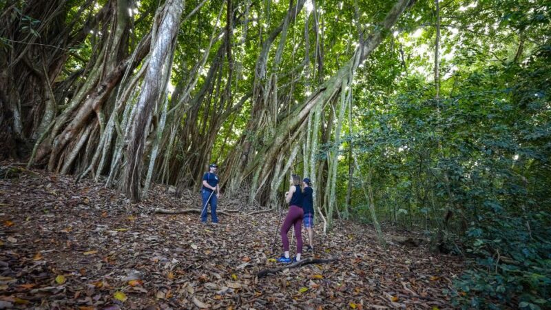 Maui: Honolua Ridgeline Informational Hike - Key Points