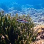 Menorca: Cala Galdana Try Scuba Diving for Beginners - Key Points