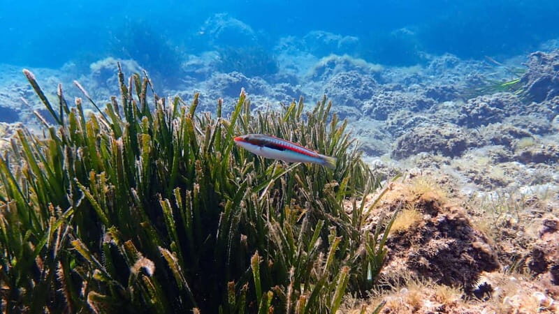 Menorca: Cala Galdana Try Scuba Diving for Beginners - Key Points