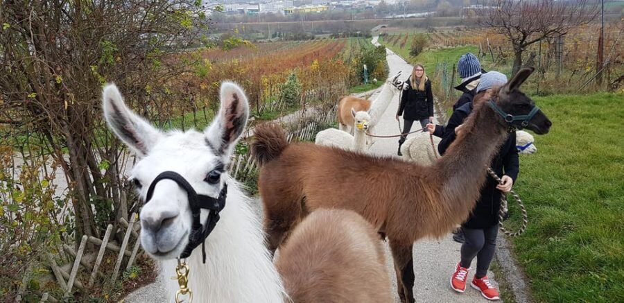 Mödling/Vienna: Scenic Guided Hike with Alpacas and Llamas - Practical Details and Value