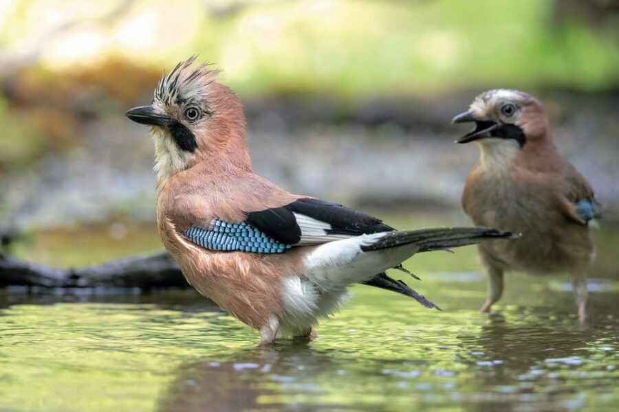 Monferrato: Birdwatching and Wildlife Photography Experience - Why Choose This Tour?