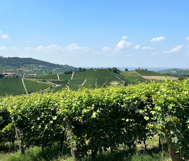 Monforte d'Alba: Barolo Tasting, Vineyard & Cellar Visit - Practical Details for Travelers