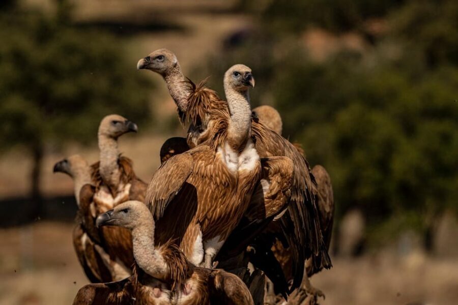 Monfrague Wildlife Experience: Vultures Close-up - An In-Depth Look at the Tour