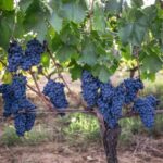 Montalcino: Private Cellar Tour, Wine Tasting & Appetizers - Who Will Enjoy This Tour?