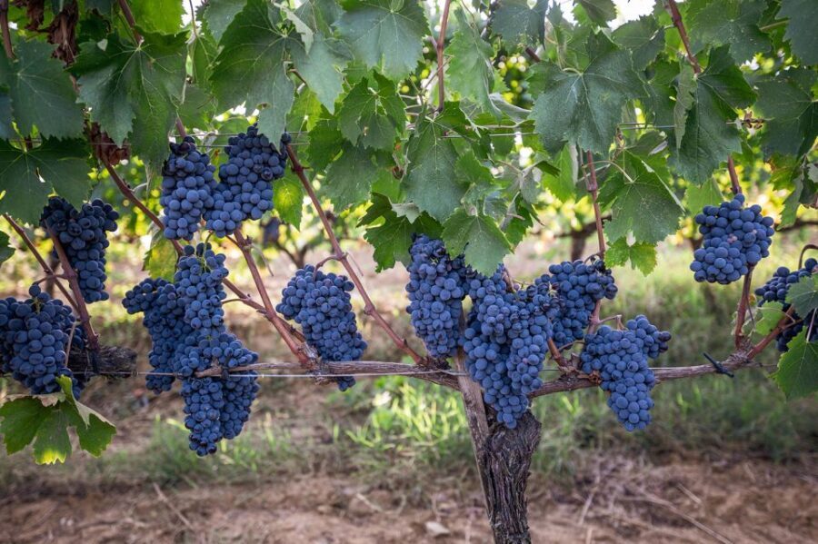 Montalcino: Private Cellar Tour, Wine Tasting & Appetizers - Who Will Enjoy This Tour?
