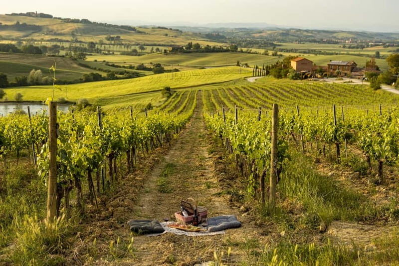 Montalcino: Vineyard Picnic with Rosso di Montalcino Wine - A Closer Look at the Experience