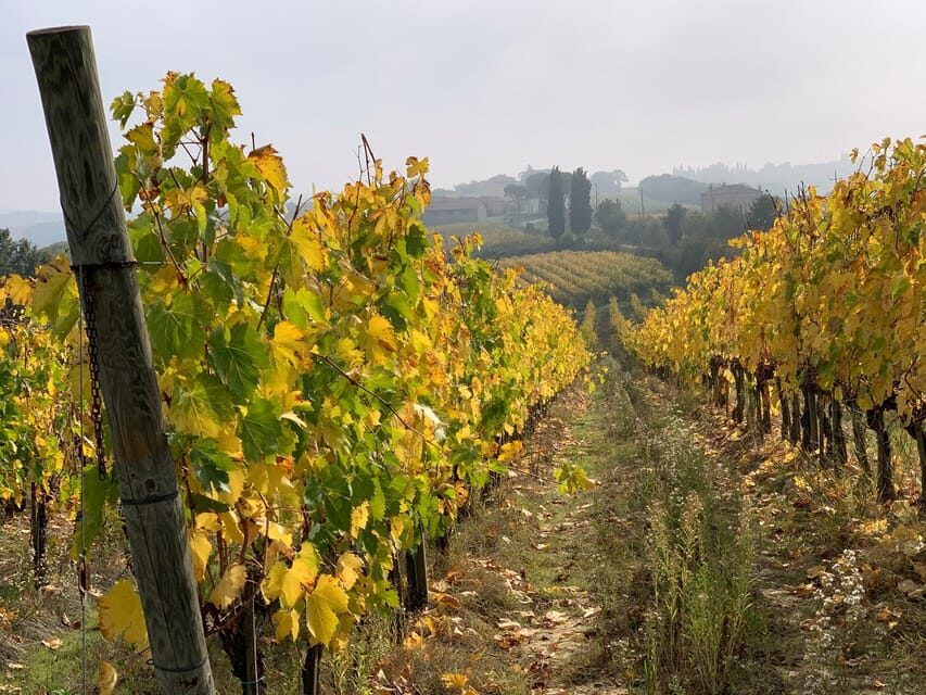 Montepulciano: Wine Tour and tasting - The Wines and Their Significance