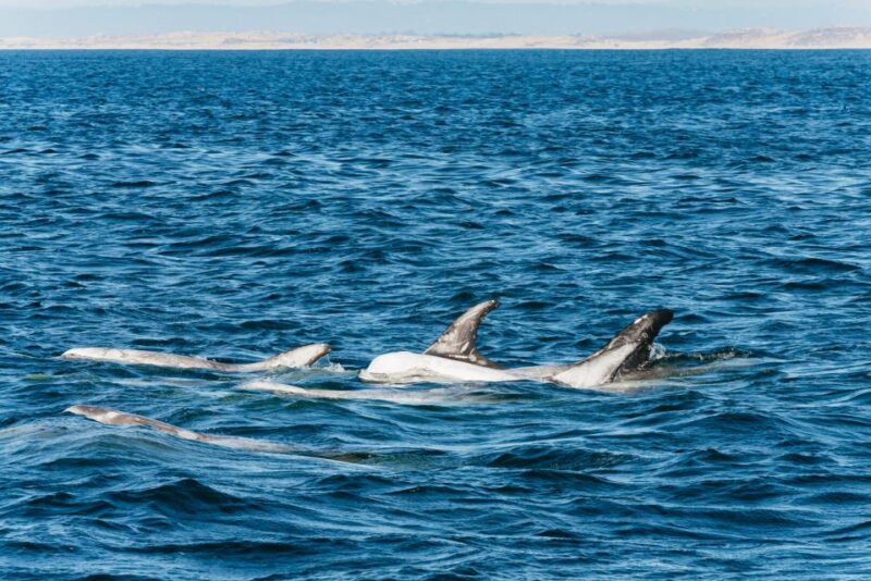 Monterey Bay: Whale Watching Tour - Key Points