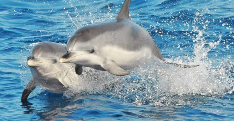 Morro Jable: Dolphin & Whale Watching Cruise, Drinks & Swim - Wildlife Encounters: Dolphins, Whales, and More