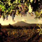 Mount Vesuvius Wine Tasting and Lunch from Pompeii - Who Will Enjoy This Tour?