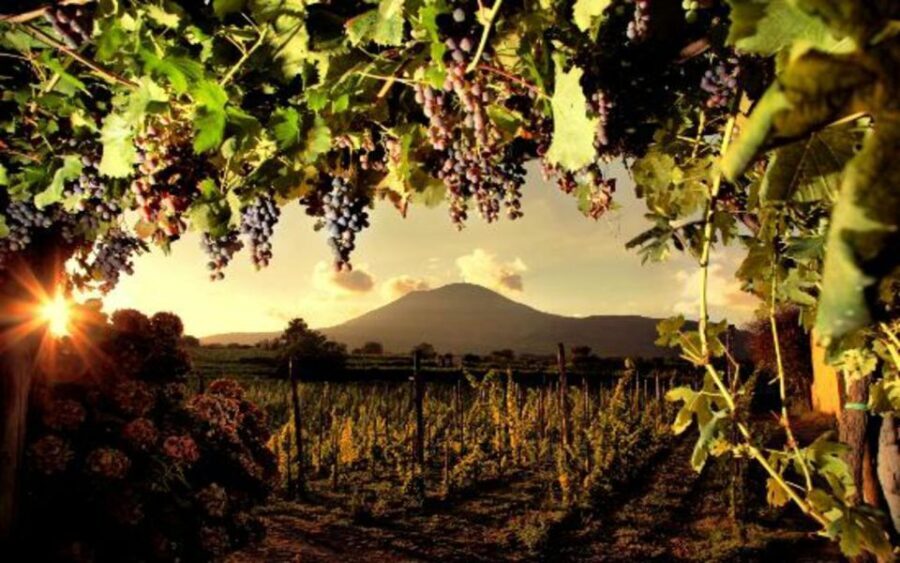 Mount Vesuvius Wine Tasting and Lunch from Pompeii - Who Will Enjoy This Tour?