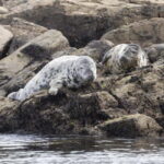 Mounts Bay, Penzance Boat Trip - Who Should Consider This Tour?