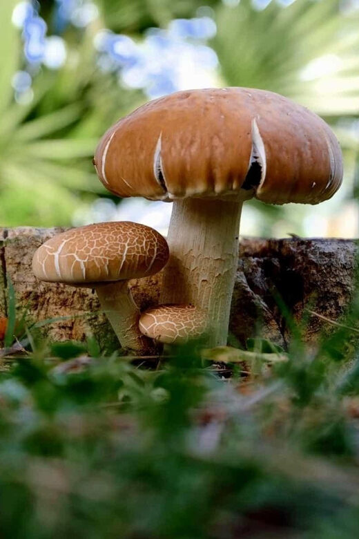 MUSHROOMS - Who Should Consider This Tour?