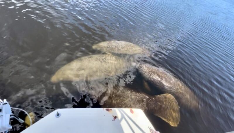 Naples, FL: Manatee Sightseeing and Wildlife Boat Tour - Key Points