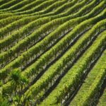 Naples: Mount Vesuvius Vineyard Tour w/ Lunch & Wine Tasting - Is It Worth the Price?
