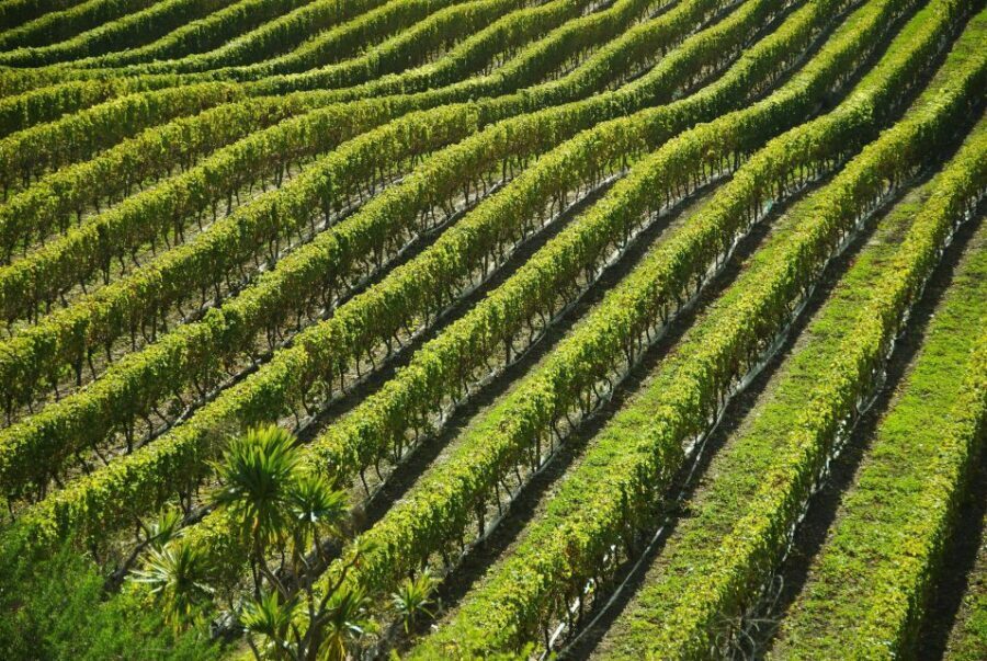 Naples: Mount Vesuvius Vineyard Tour w/ Lunch & Wine Tasting - Is It Worth the Price?
