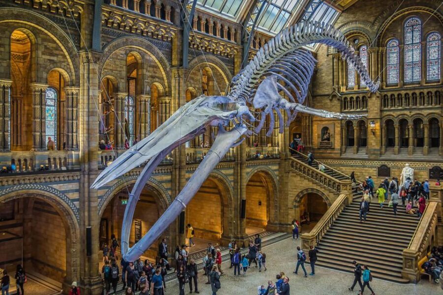 Natural Museum Adventure: Gems, Volcanoes, Dinosaurs - What to Expect From the Tour