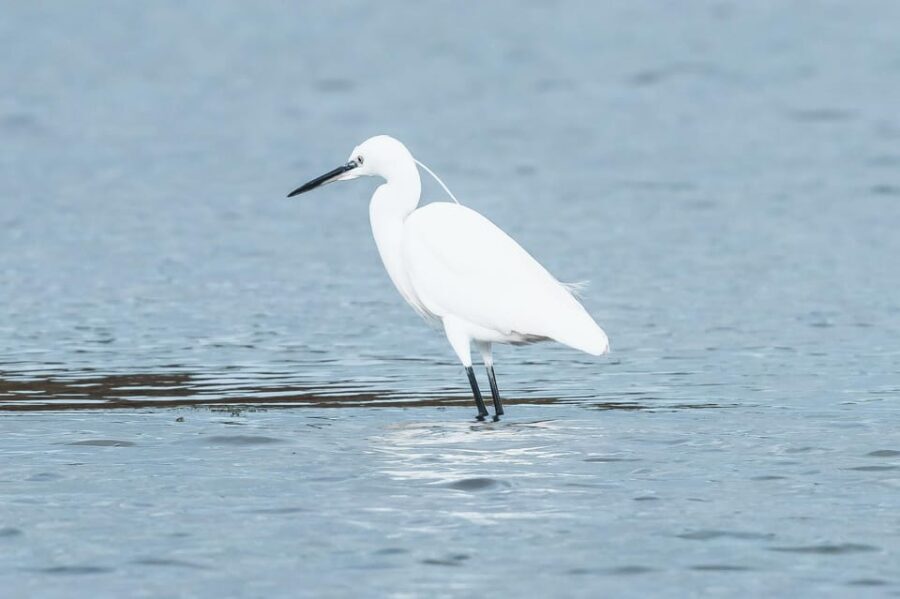 Natural Park of Albufera des Grau: hiking & bird watching - A Day in the Life: What the Tour Includes