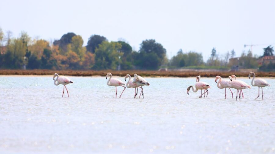 Nature Kayak Tour: Exploring Europes Largest Lagoon - Who Should Consider This Tour?