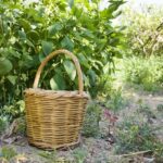 Naxos: Half-Day Cooking Class at Basiliko Family Tavern - What You Can Expect