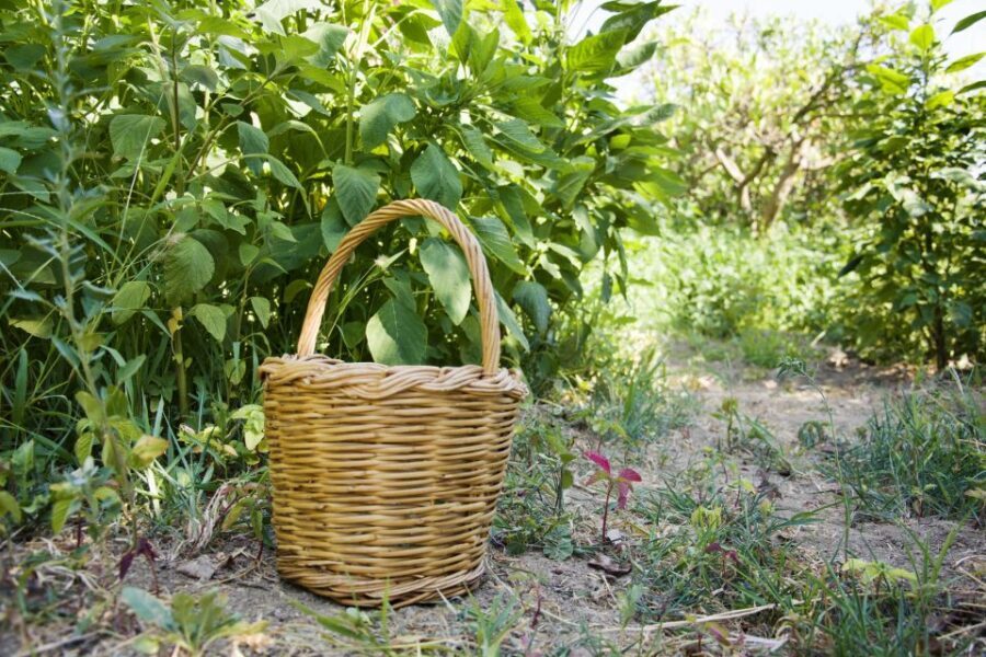Naxos: Half-Day Cooking Class at Basiliko Family Tavern - What You Can Expect