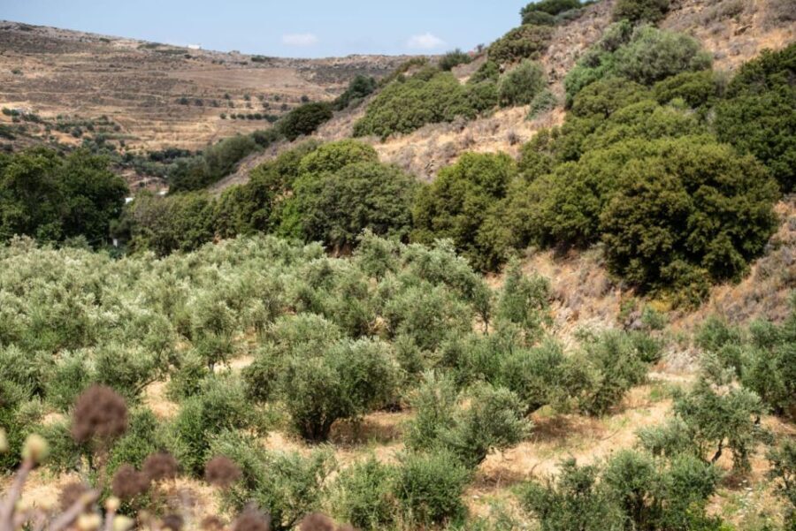 Naxos: Half-Day Olive Oil Tour with Tastings - What’s the Value — Is It Worth It?