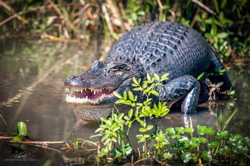 New Orleans: Honey Island Swamp and Bayou Boat Tour - Key Points