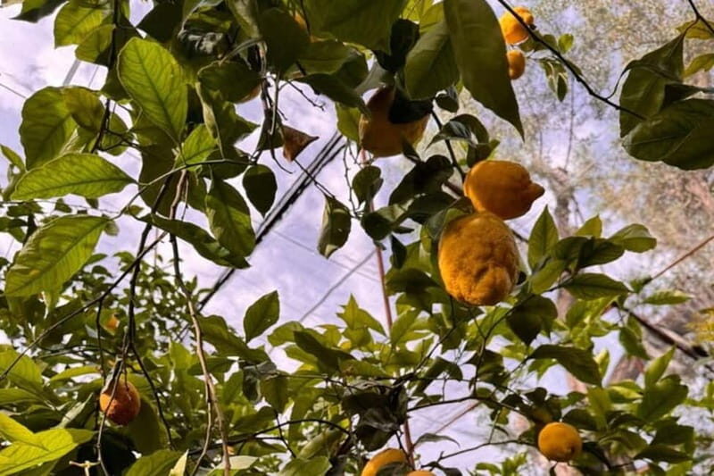 Nonna Concettina Sorrento lemon tour Lemon Tour - Who Will Enjoy This Tour Most?