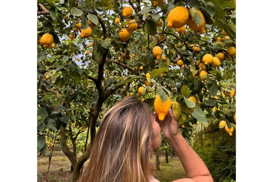 Nonno Mario Lemon Tour - Analyzing the Value