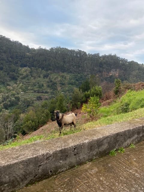 North-East Madeira Jeep Safari Tour for the Nature Lovers - Iconic Viewpoints and Breathtaking Vistas