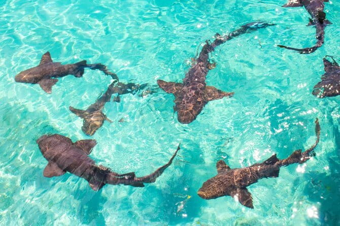 Nurse Shark Snorkelling - Key Points
