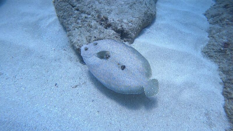 Oahu: Beginner SCUBA Dive at Electric Beach - Key Points