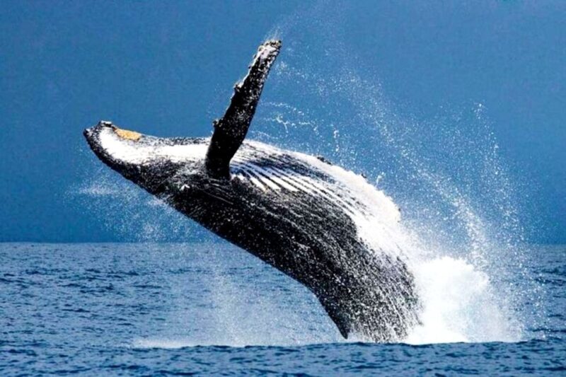 Oahu: Honolulu Whale Watching Cruise - Key Points