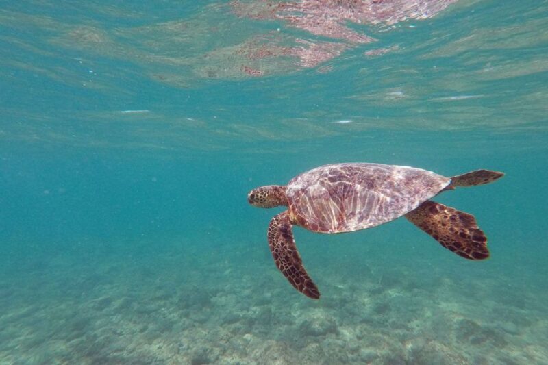 Oahu: Kailua Guided Kayak Excursion with Lunch - Introduction