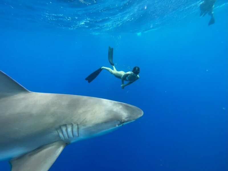 Oahu: North Shore Cageless Shark Snorkeling Tour - Oahu: North Shore Cageless Shark Snorkeling Tour – An Authentic Ocean Adventure