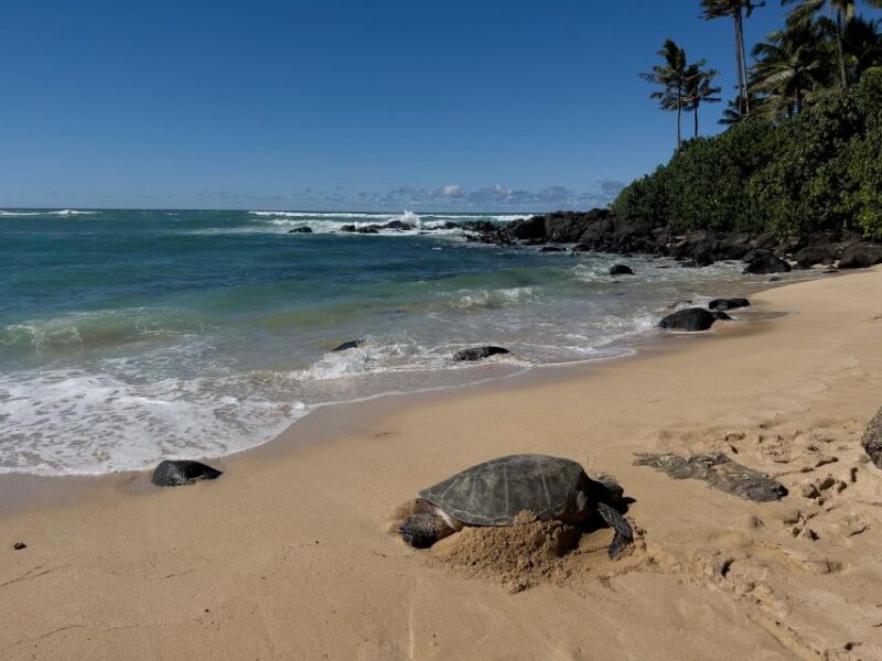 Oahu: Private Best of Oahu Sightseeing Tour - Exploring the Private Best of Oahu Sightseeing Tour: A Genuine Look