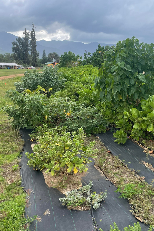 Oahu: Shoreline Restoration Tour w/ Native Plants & Animals - Key Points
