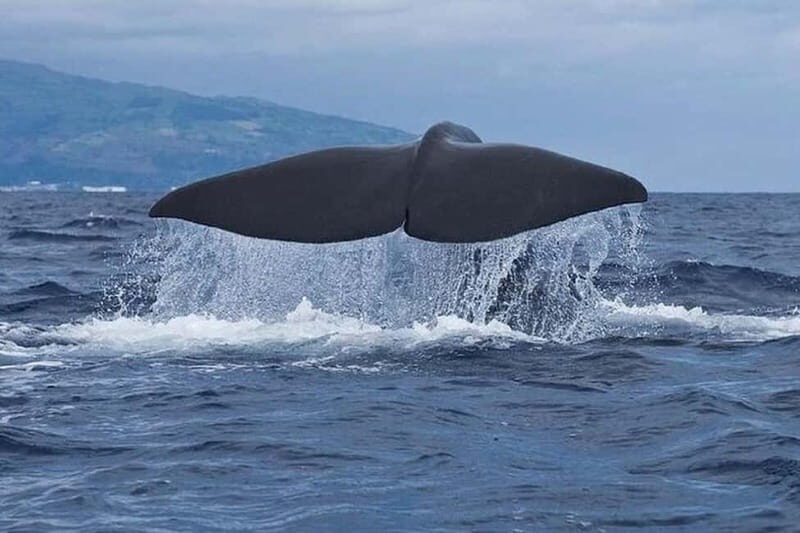 Observation of whales and dolphins in island Pico - Practical details and considerations