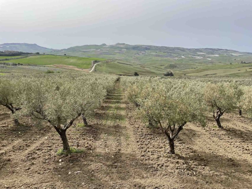 Oil and food tasting in the province of Agrigento - The Itinerary: What You’ll Experience