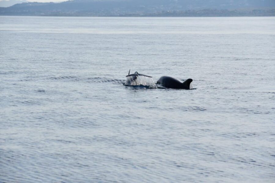 Olbia: Dolphin Watching and Snorkeling Boat Tour - Analyzing the Value