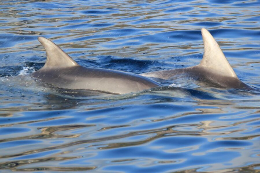 Olbia: Dolphin Watching and Snorkeling Boat Tour - Practical Tips for Booking and Participating
