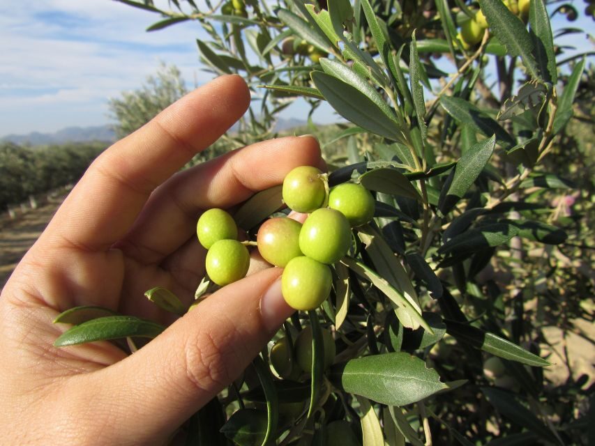 OleoAlmanzora: Guided tour + Masterclass of EVOO tasting Eng - What You’ll See and Do