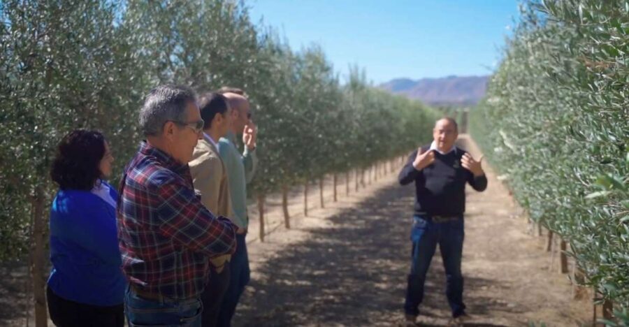 OleoAlmanzora: Guided tour olive groves and EVOO facilities - Why This Tour Is Worth Considering
