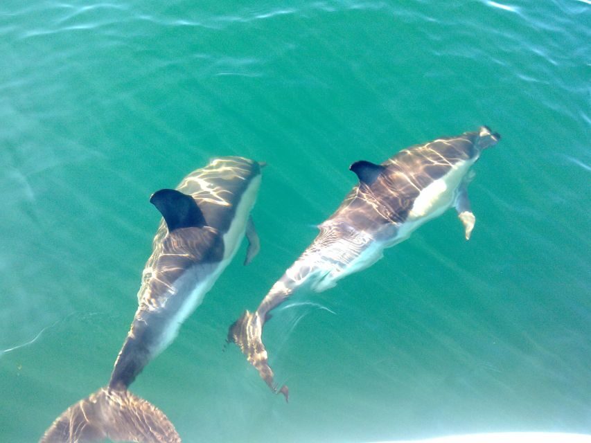 Olhão: Dolphin Observation - An In-Depth Look at the Dolphin Observation Trip