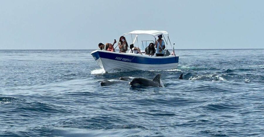 Olhão- Safari Watching Dolphins and other species - The Value of the Experience