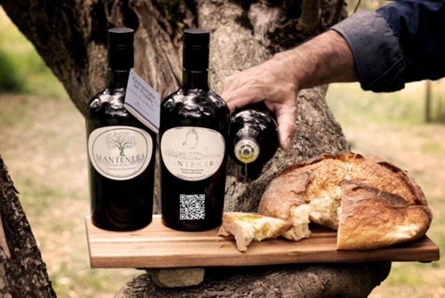 Olive grove tour with tasting - Matera - Practical Details and Tips