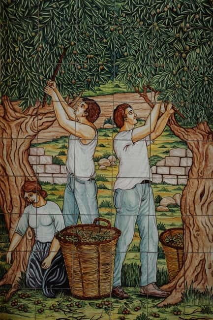 Olive grove walk and Tasting - A Deep Dive into the Olive Grove Walk and Tasting Experience