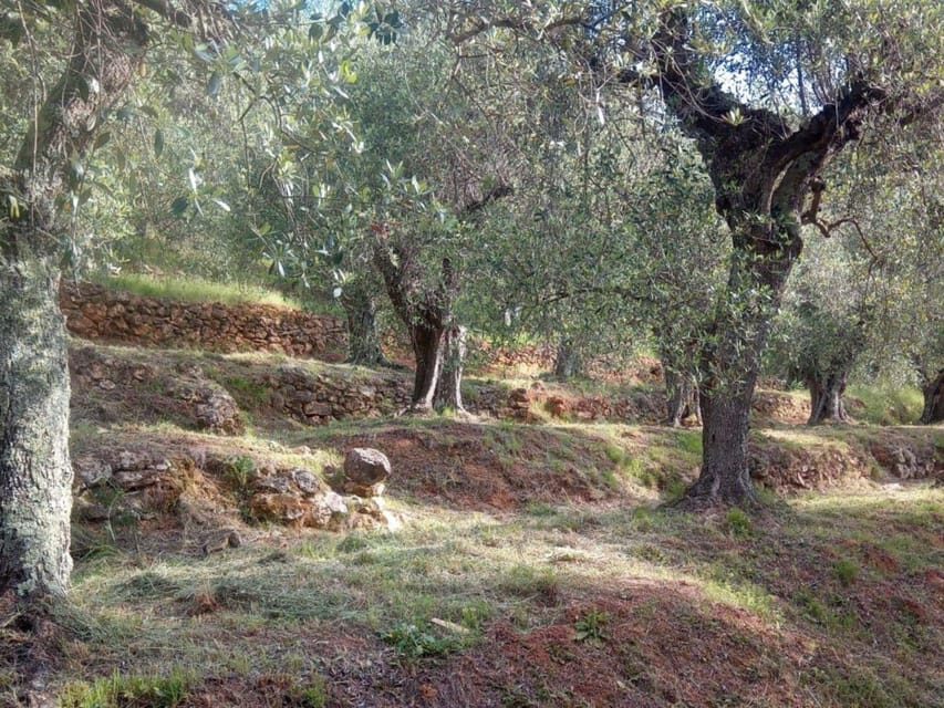 Olive Mill Tour with Oil and Food Tastings near Pisa - What to Expect: The Details