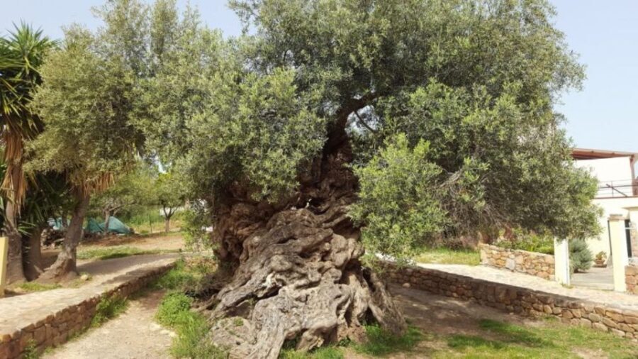 Olive Mill Visit & Olive oil Tasting 3-hour Trip Private - Who Would Enjoy This Tour?